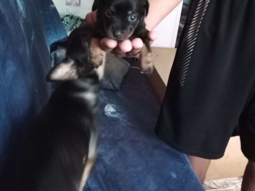 Продаются щенки мини питчера