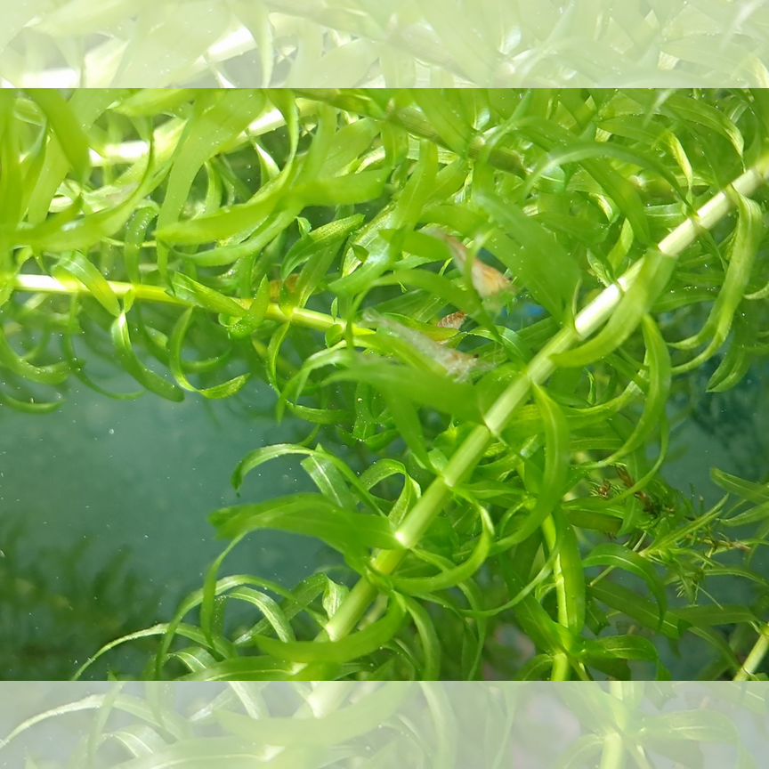 Аквариумные креветки вишня