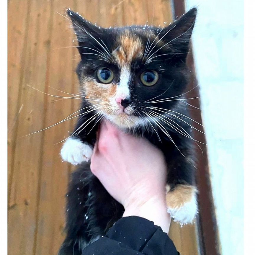 Котенок живет на улице