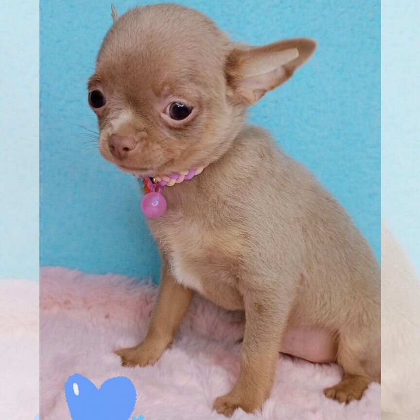 Лилово-подпалый мальчик чихуахуа