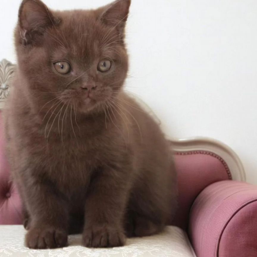 Британский короткошёрстный котёнок