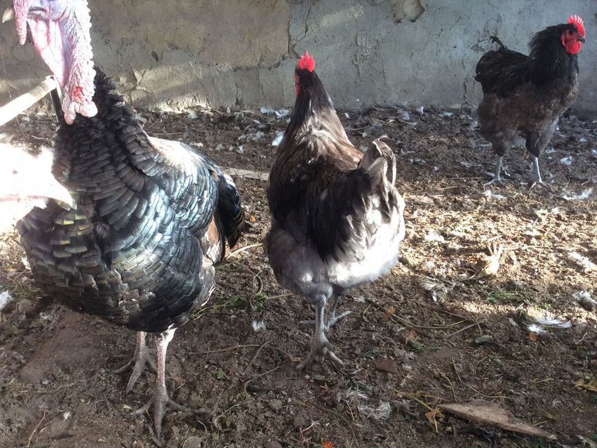 Петухи и индюки на мясо