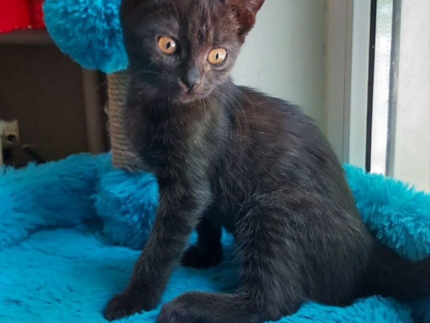 Котенок в добрые руки