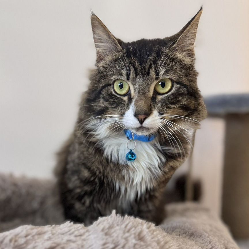 Метис мейн-кун остался в одиночестве