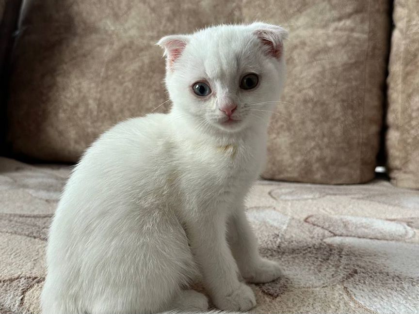 Кошка