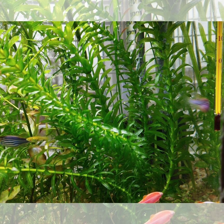 Аквариумные растения элодея
