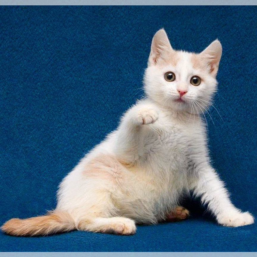 Котенок в добрые руки