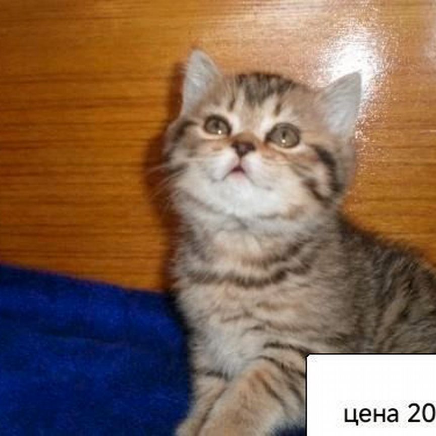 Шотландские котята скотиш страйт