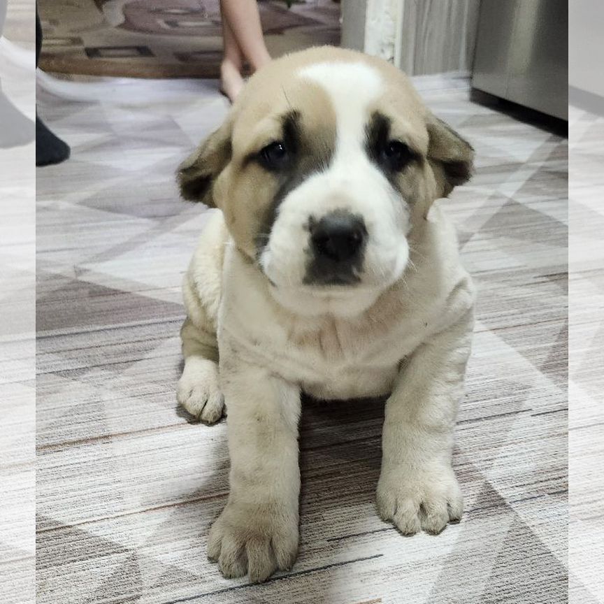 Среднеазиатская овчарка, щенок