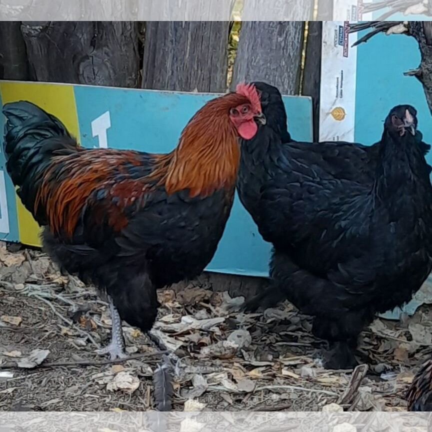 Петухи Маран ч/м и Брама куропатчатая