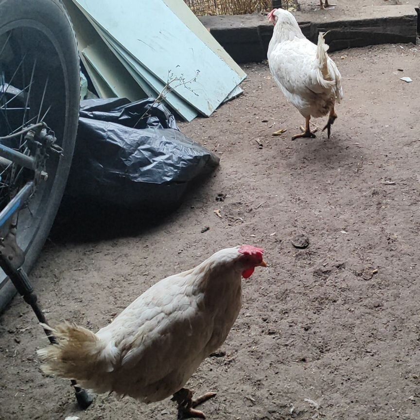 Куры несушки