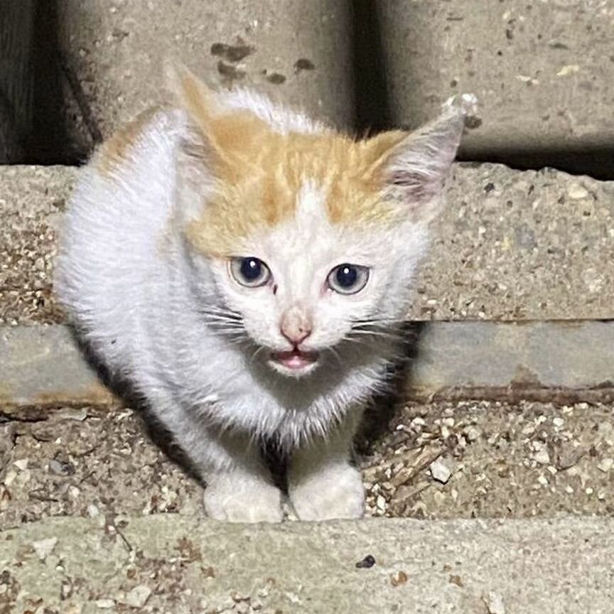 Котенок ищет дом