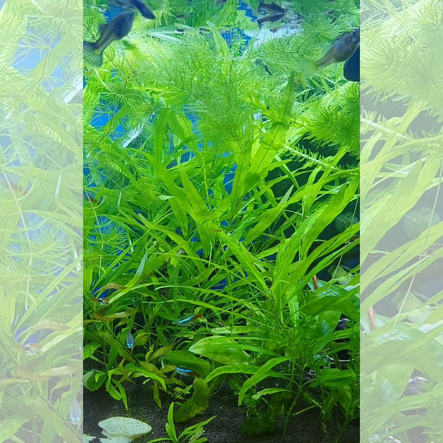 Лимонник аквариумное растение