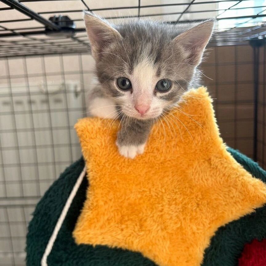 Котенок девочка