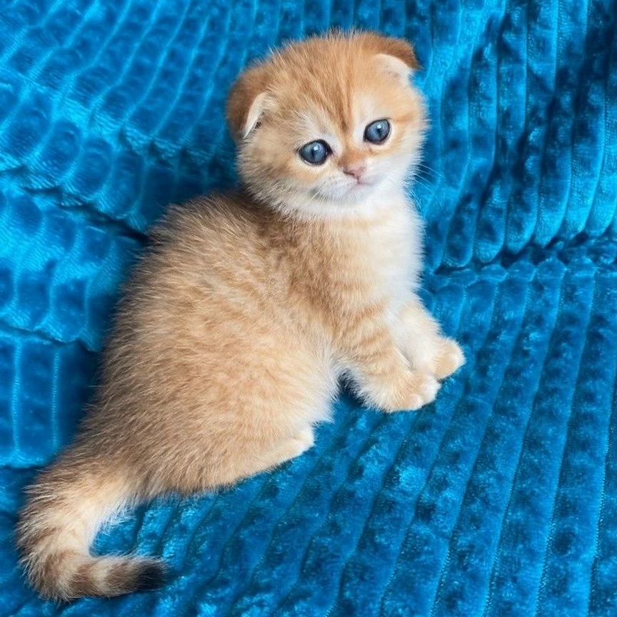 Шотландский вислоухий котенок