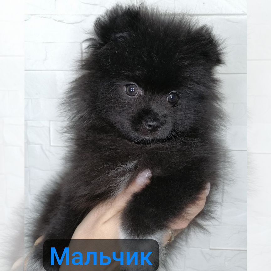 Немецкий шпиц, щенок