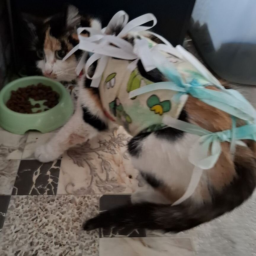 Кошки