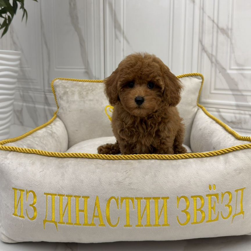 Той-пудель, щенок