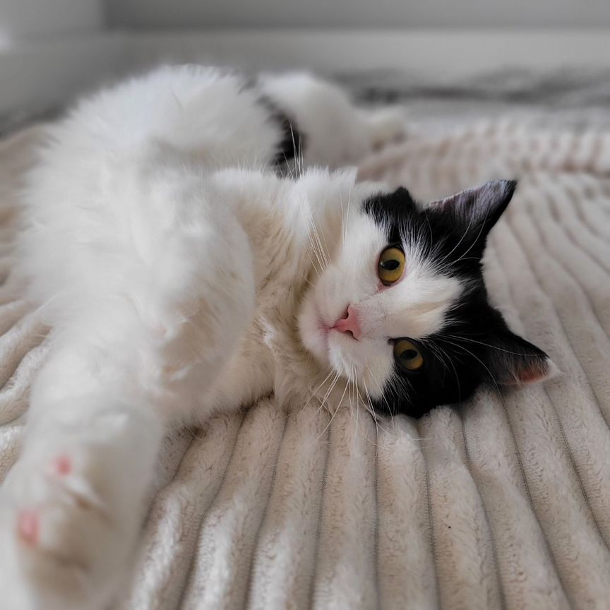 Взрослая, Девочка кошка в добрые руки