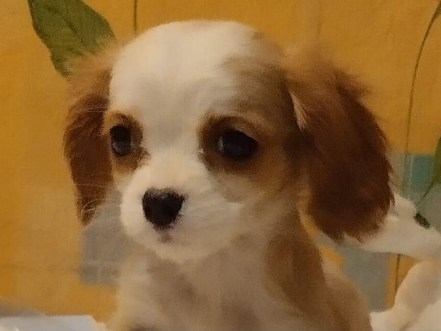 Милашка кавалер кинг чарльз