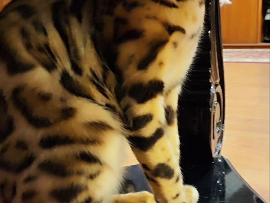 Бенгальская кошка котенок 6месяцев