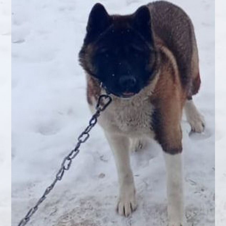 Собака