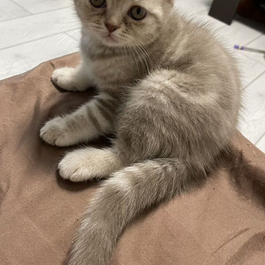 Котёнок Шотландская вислоухая