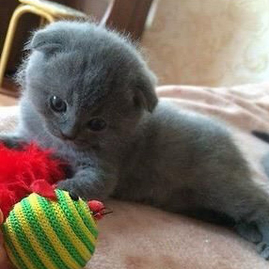 Шотландские котята