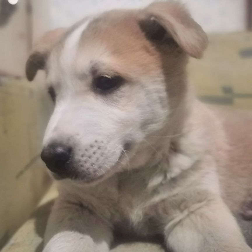 Щенок от частного владельца