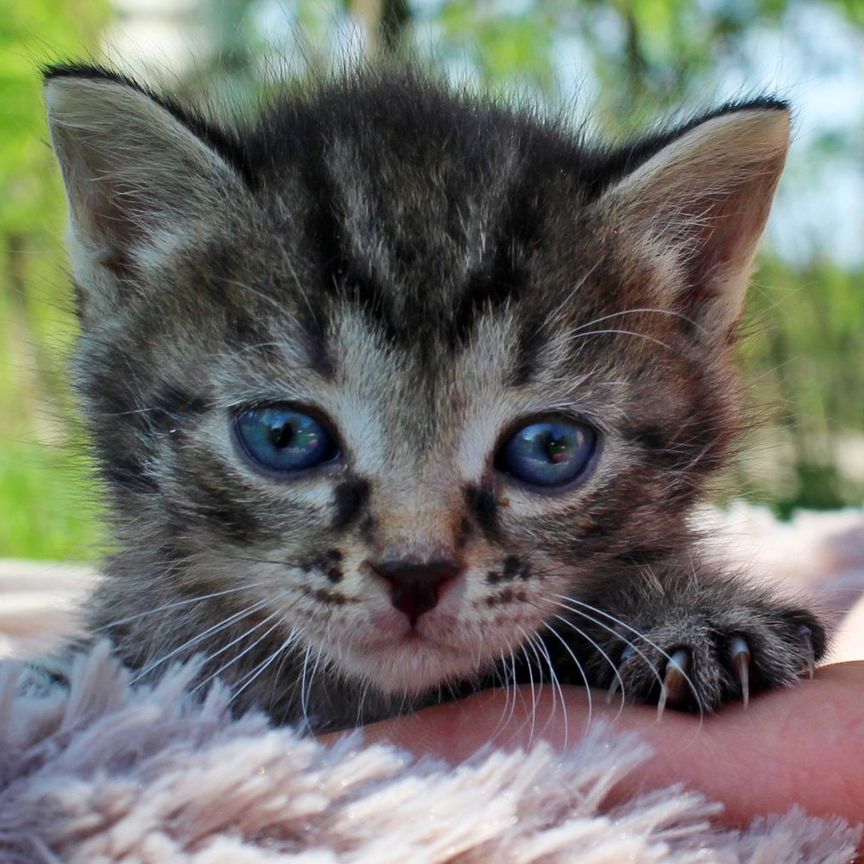 Котёнок в добрые руки