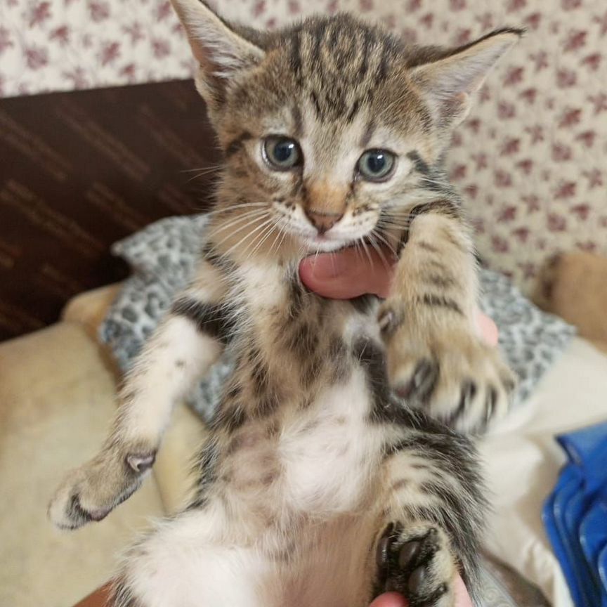 Котята породы Чаузи ф4
