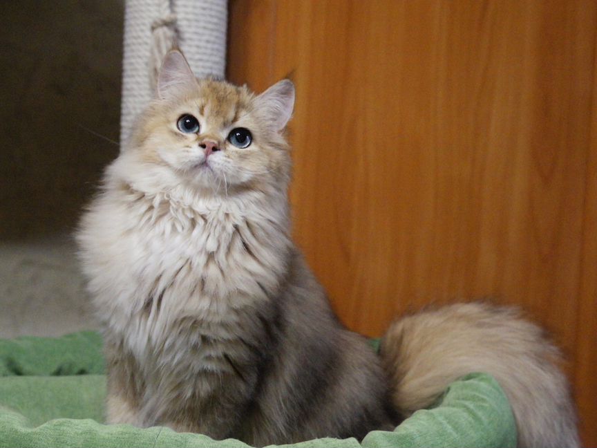 Котик золотая шиншилла