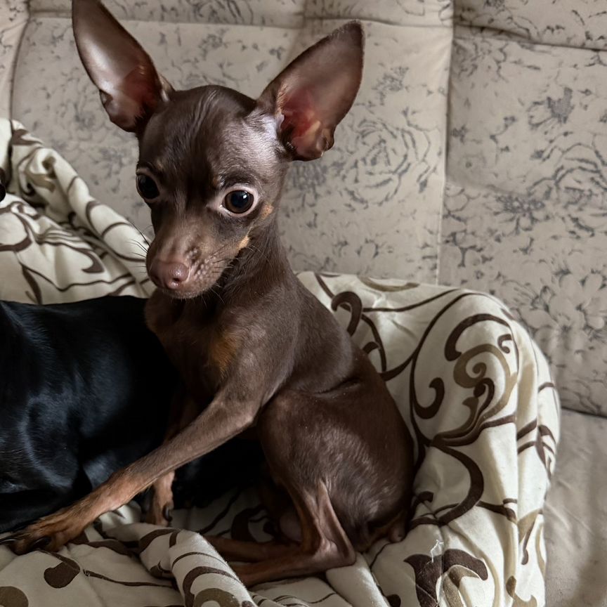 Русский той-терьер, взрослый пёс