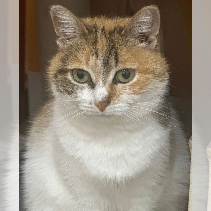 Взрослая, Девочка кошка в добрые руки