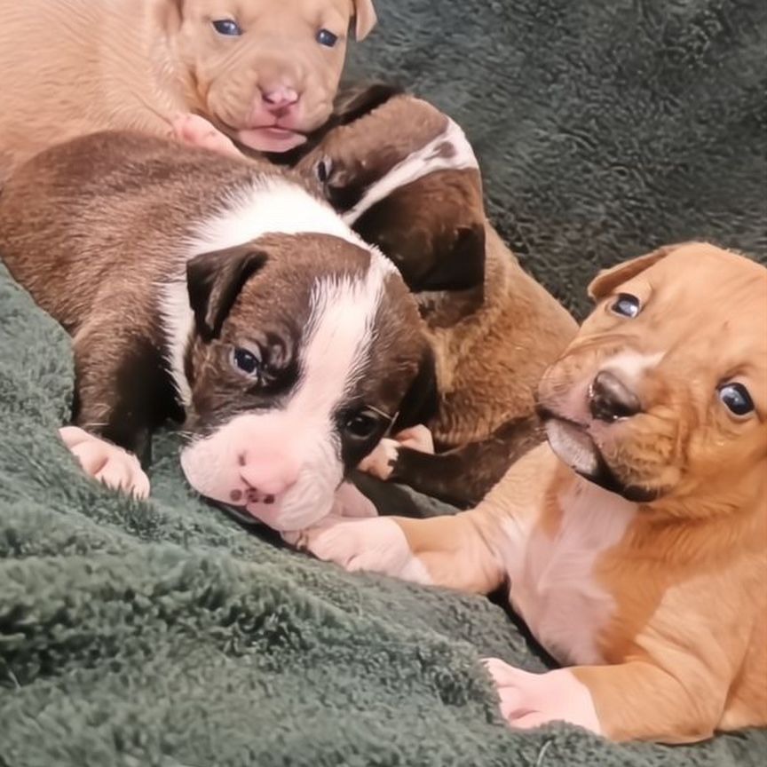 Американский стаффордширский терьер, щенок