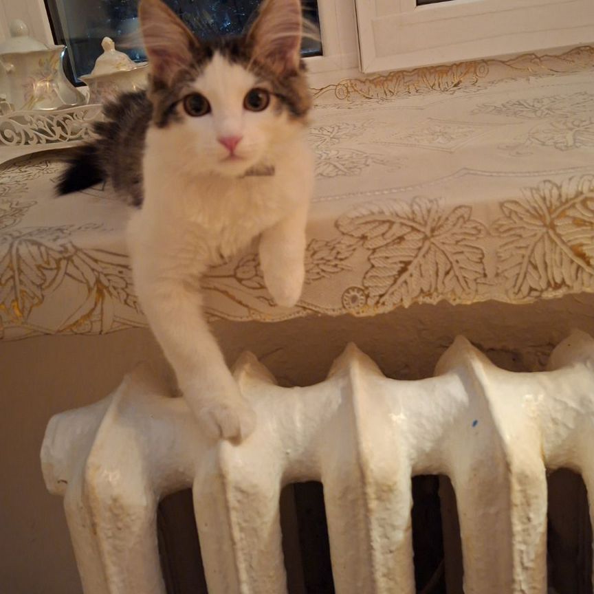 Котёнок в добрые руки