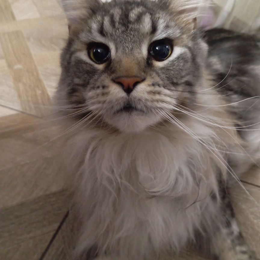 Мэйн кун бесплатно