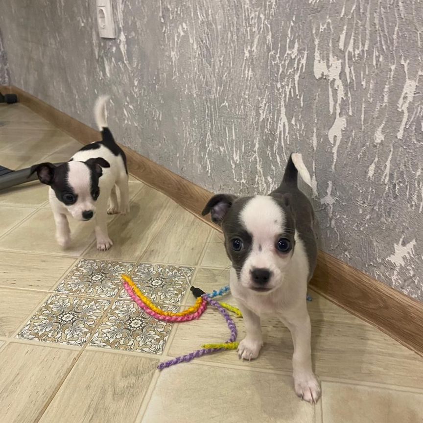 Чихуахуа девочки