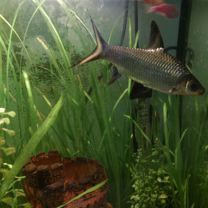 Отдам в добрые руки акульего балу