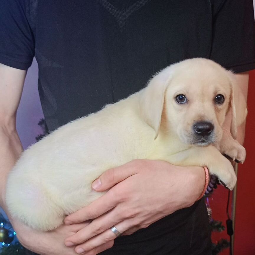 Лабрадор-ретривер, щенок