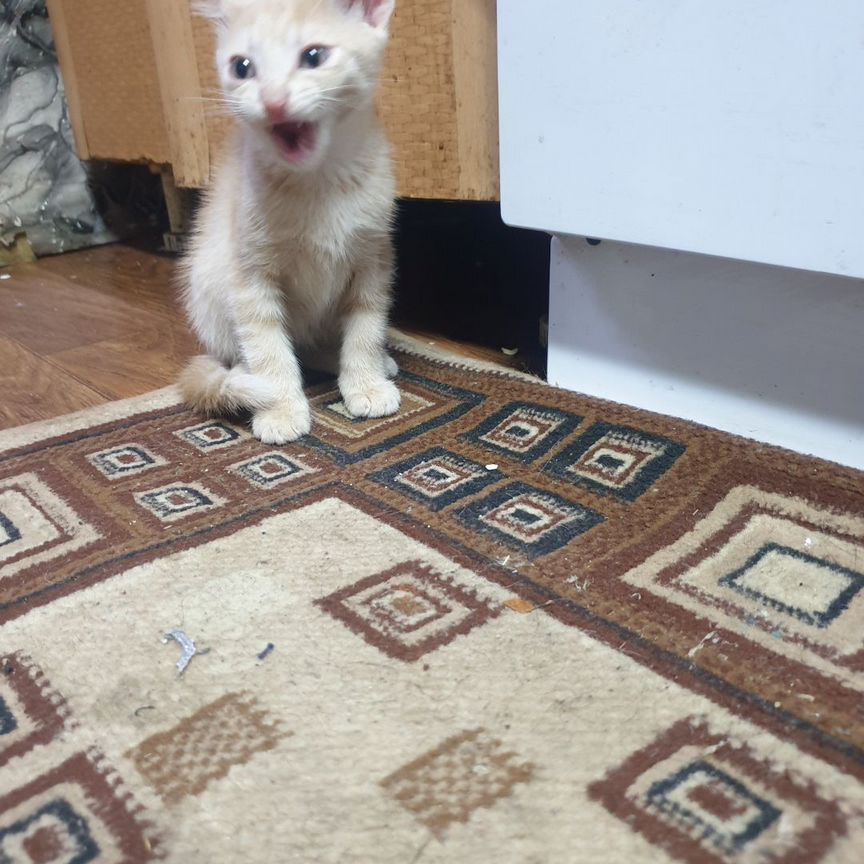 Донской сфинкс котята