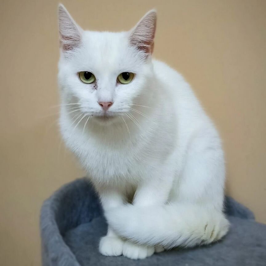 Кошка в дар