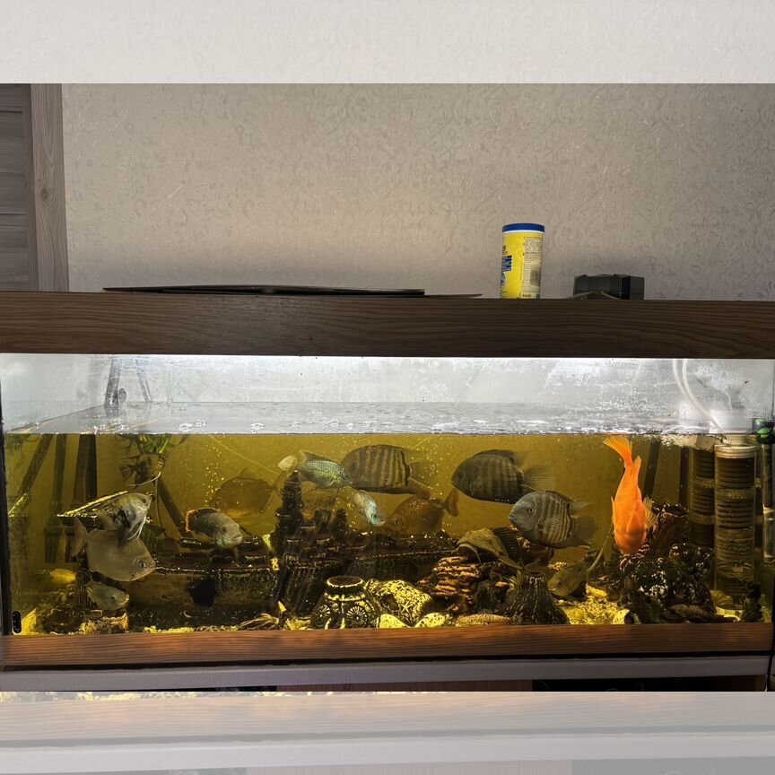 Аквариум с рыбками