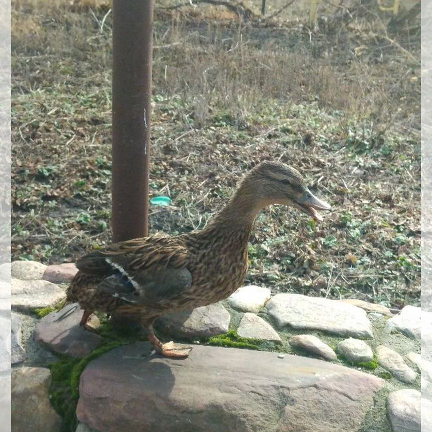 Утки дикие подсадные