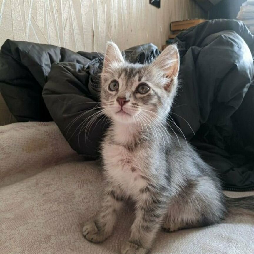 Котята в добрые руки SOS