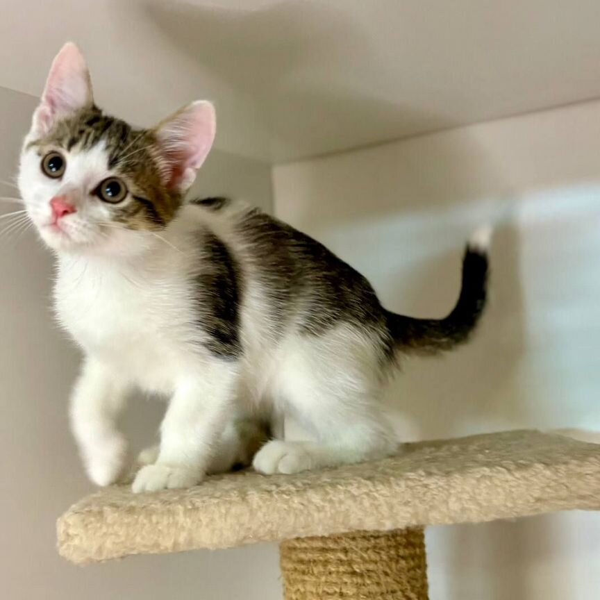 Котёнок в добрые руки