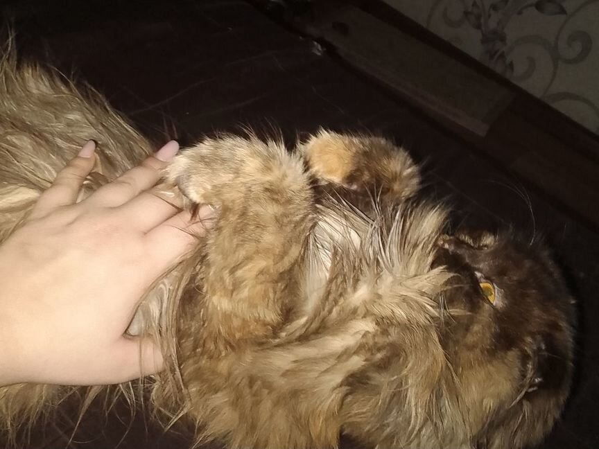 Кошечка породистая, отдаётся бесплатно