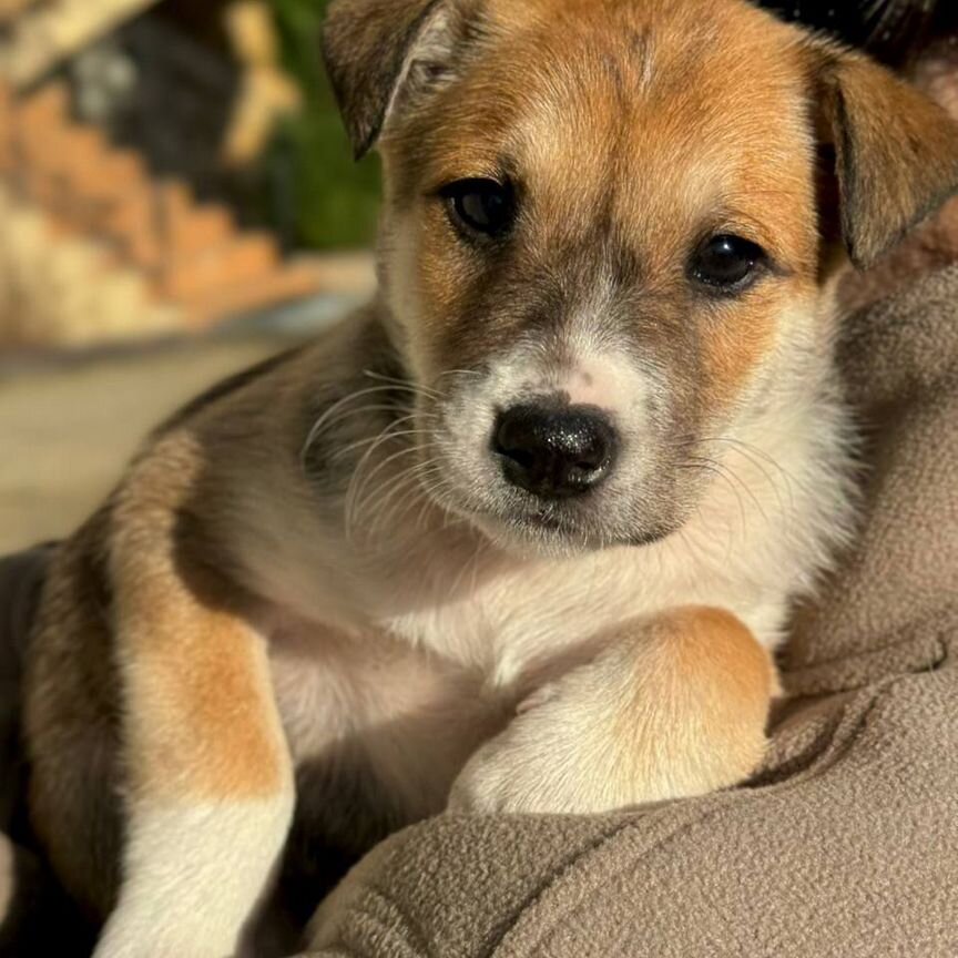 Щенок девочка в добрые руки