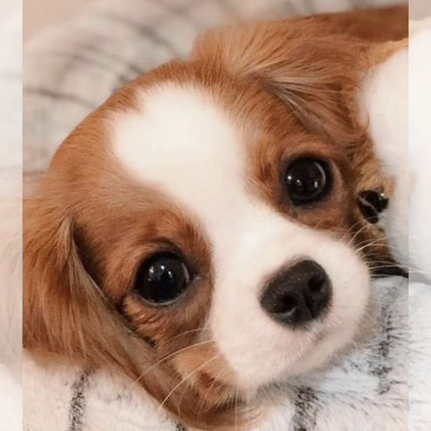 Кавалер кинг-чарльз-спаниель, щенок