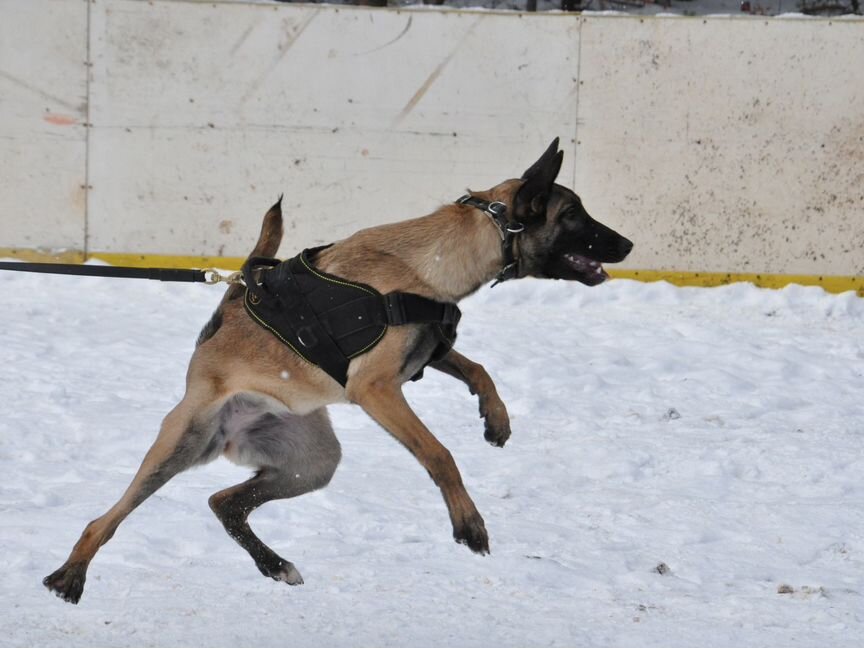 Бельгийская овчарка малинуа подрощенная девочка